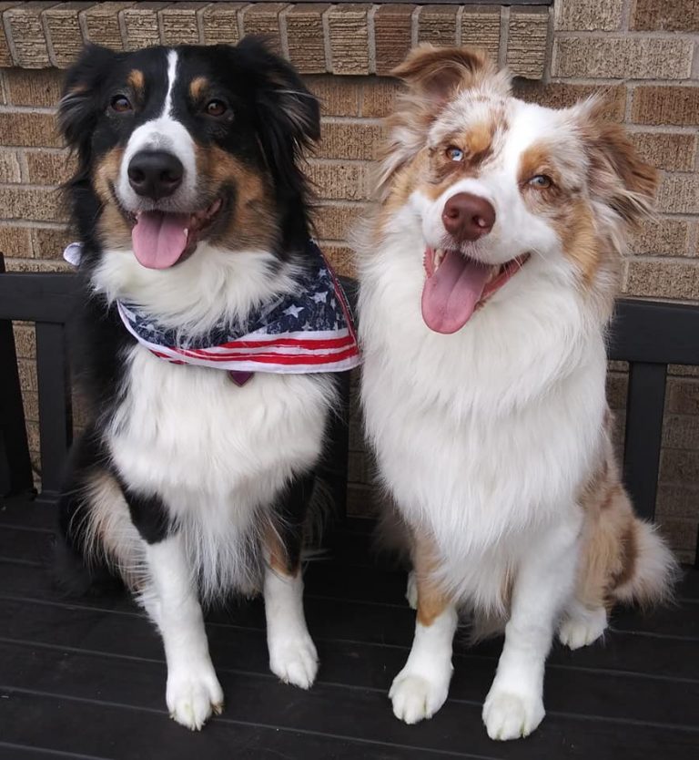 AKC Australian Shepherds – Purple Tyger Creations