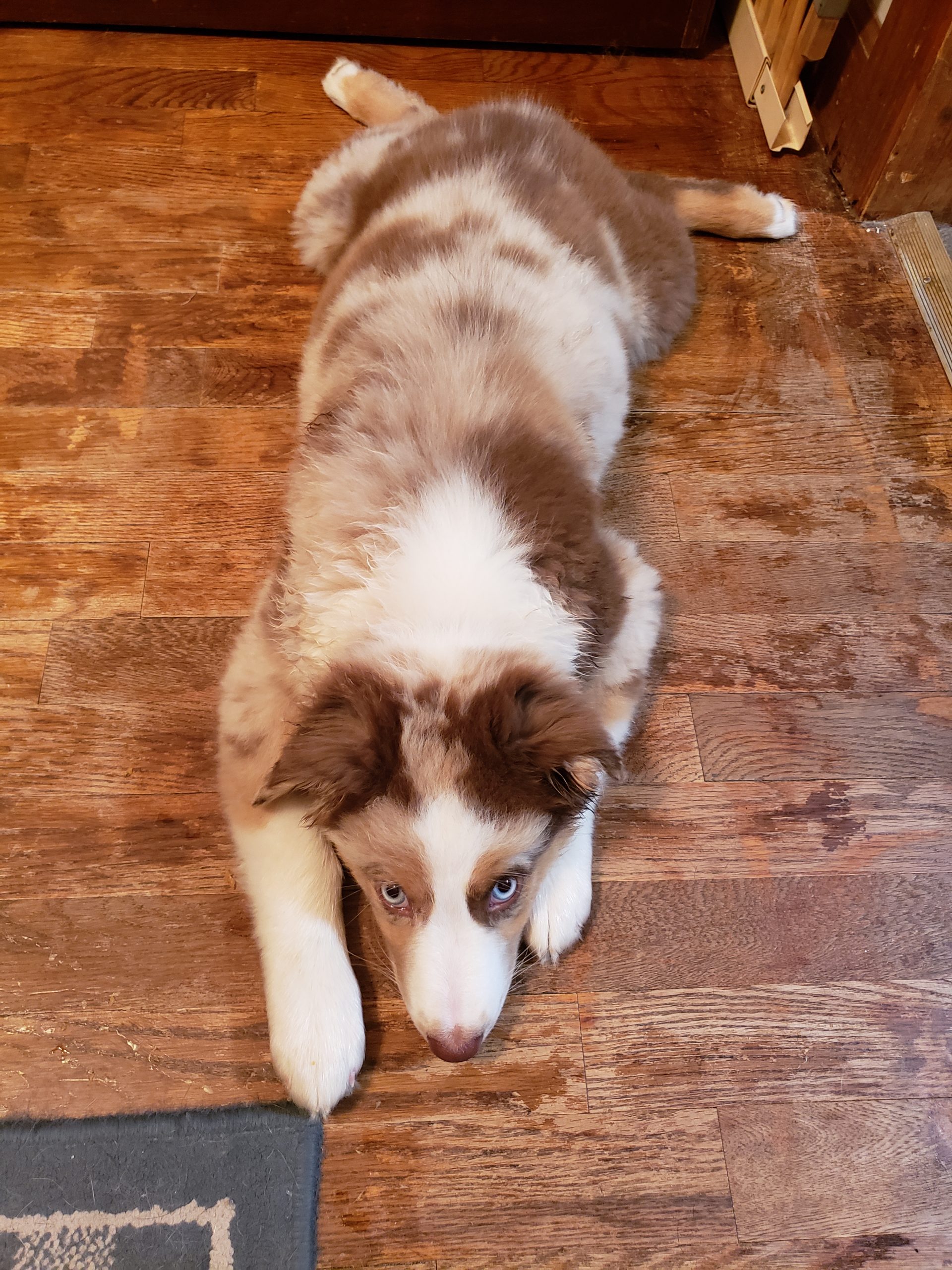 Story ~ Red Merle Female – Purple Tyger Creations