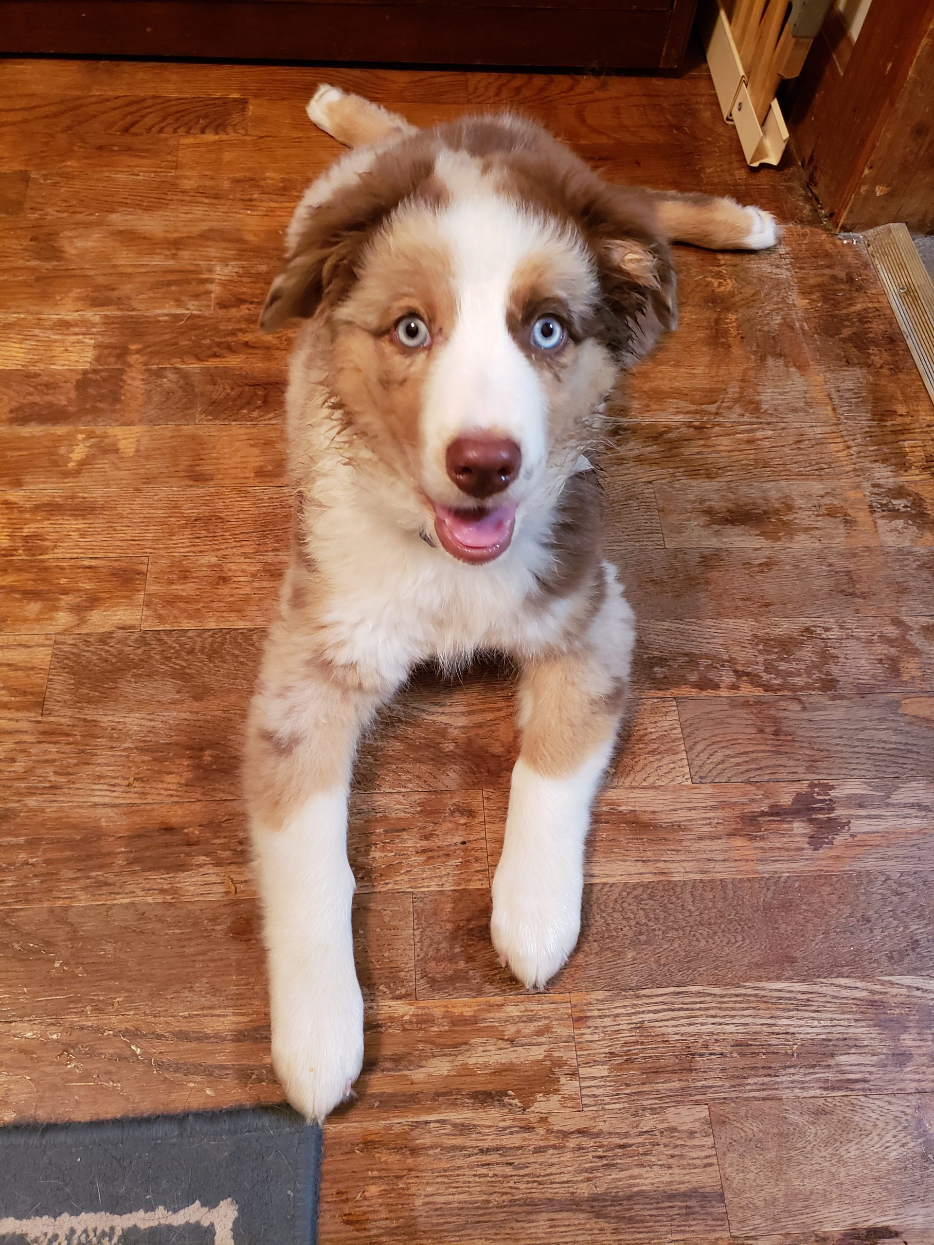 Story ~ Red Merle Female – Purple Tyger Creations